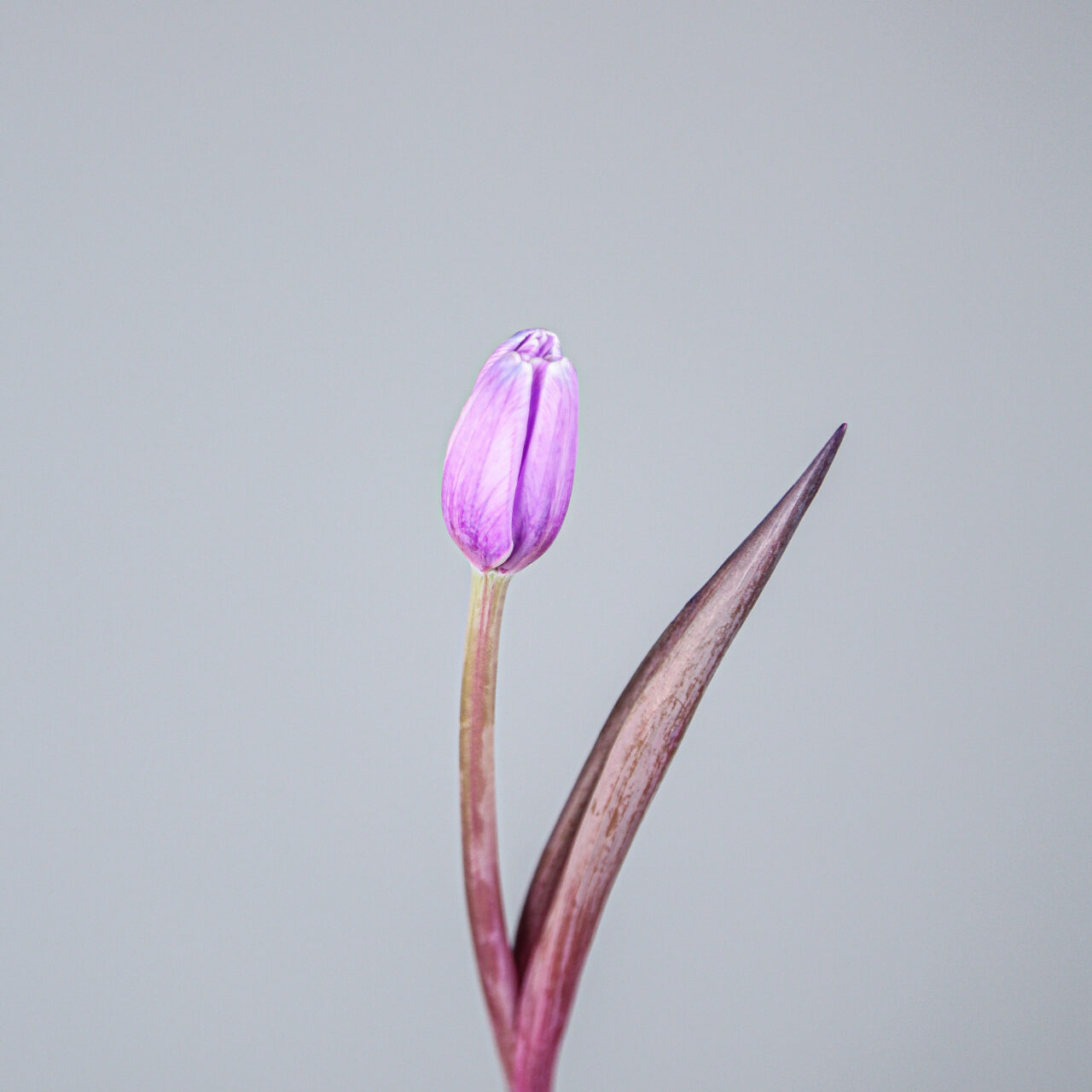 Tulip Dyed Pastel Violette - Mayflower Studio