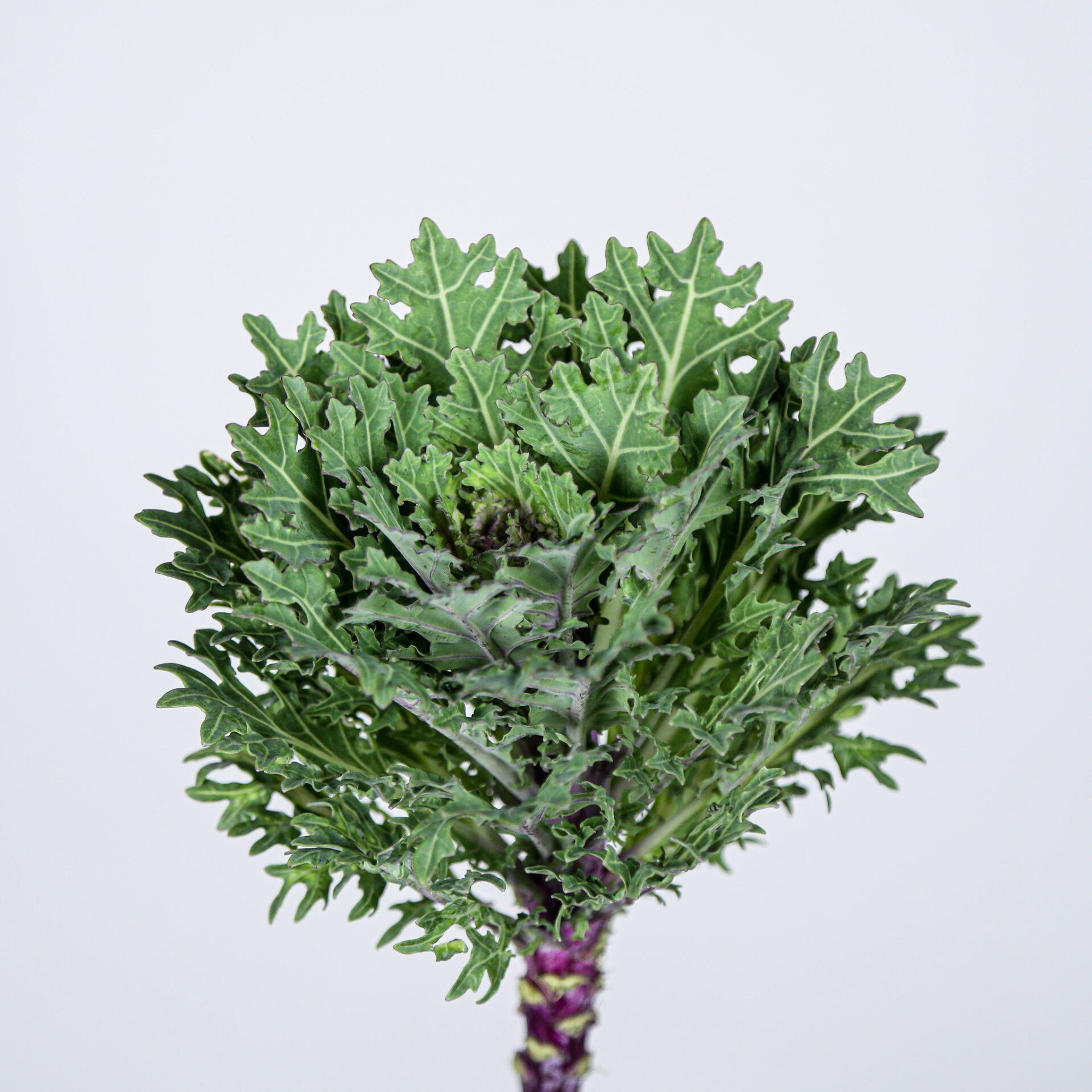 Mini Gerbera Firefly - Mayflower Studio