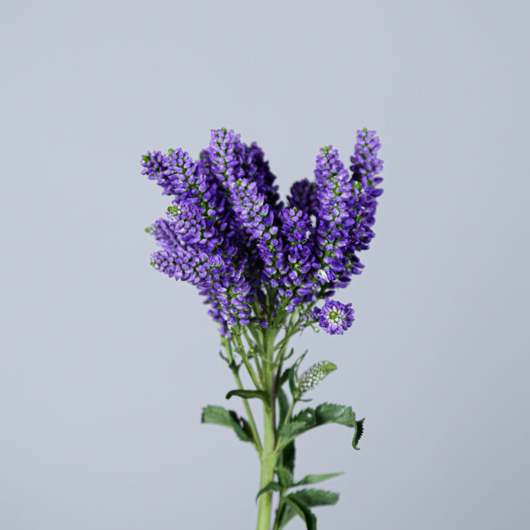 Veronica Smart Fountain - Mayflower Studio