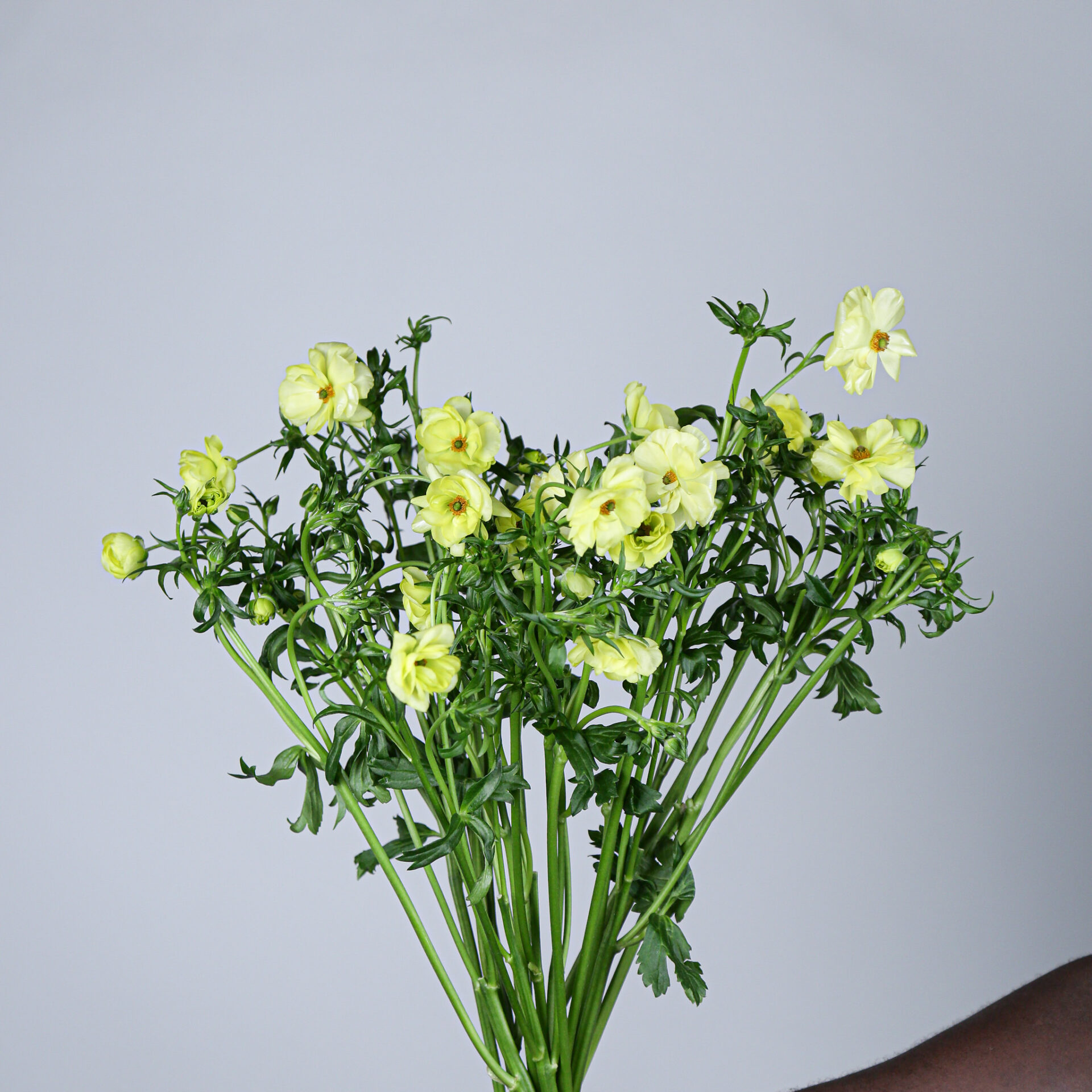 Ranunculus Butterfly Helios - Mayflower Studio
