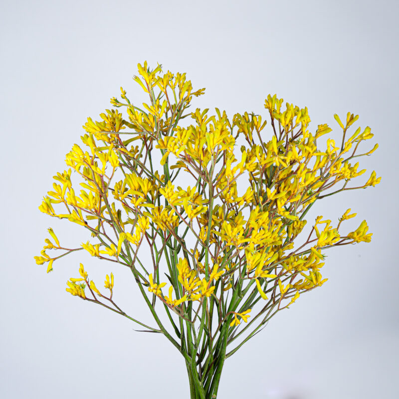 Kangaroo Paws (Yellow) - Mayflower Studio