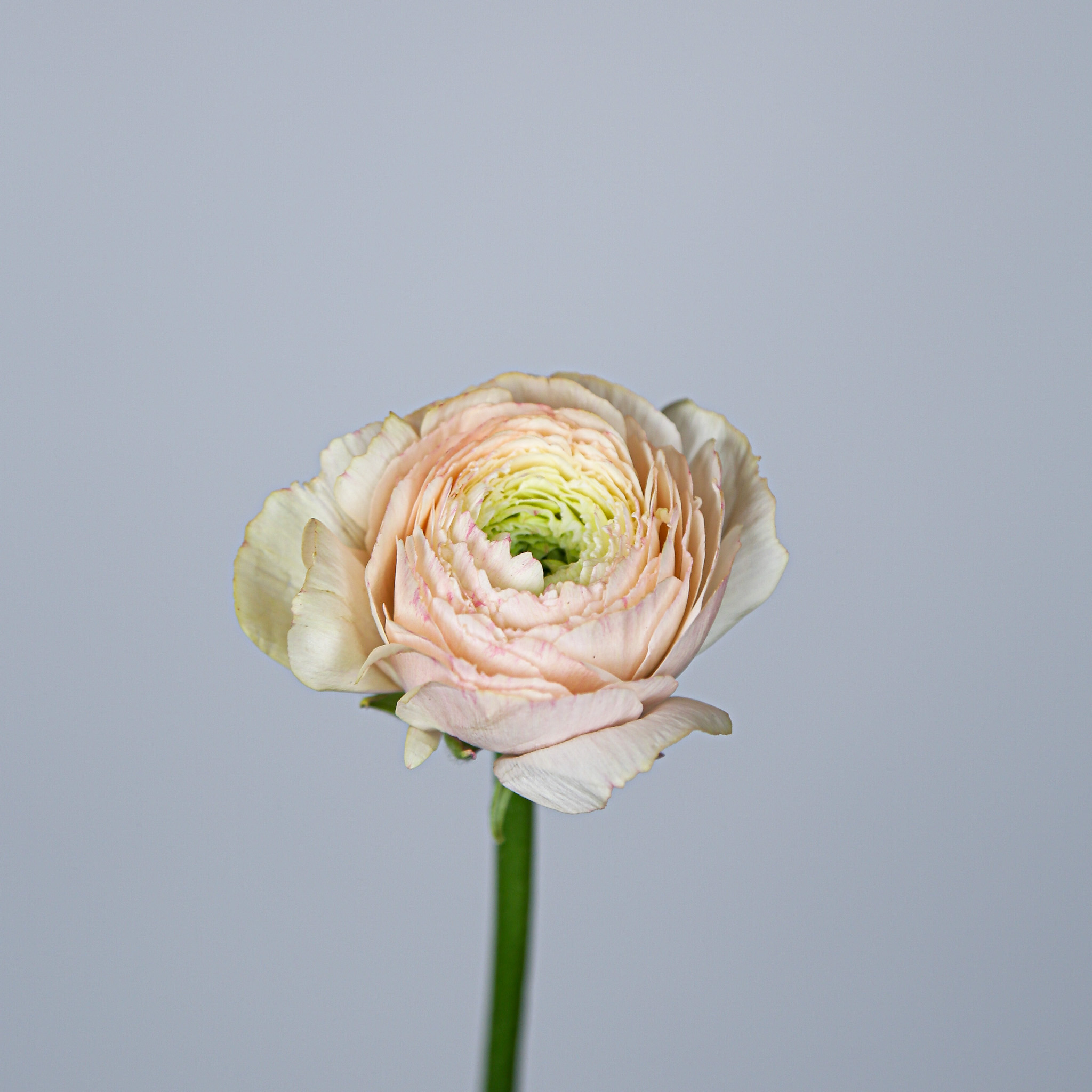 Ranunculus Cloni Blushing Pascal - Mayflower Studio