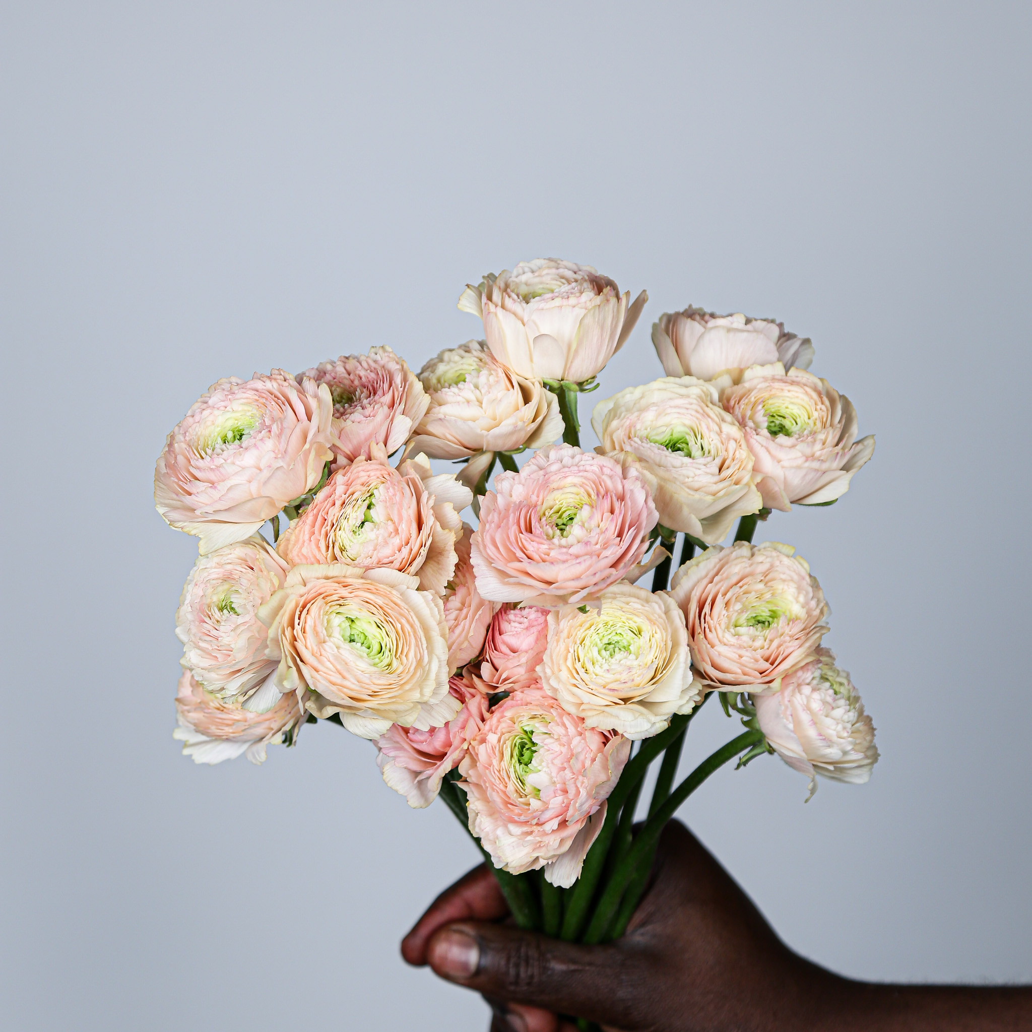 Ranunculus Cloni Blushing Pascal - Mayflower Studio