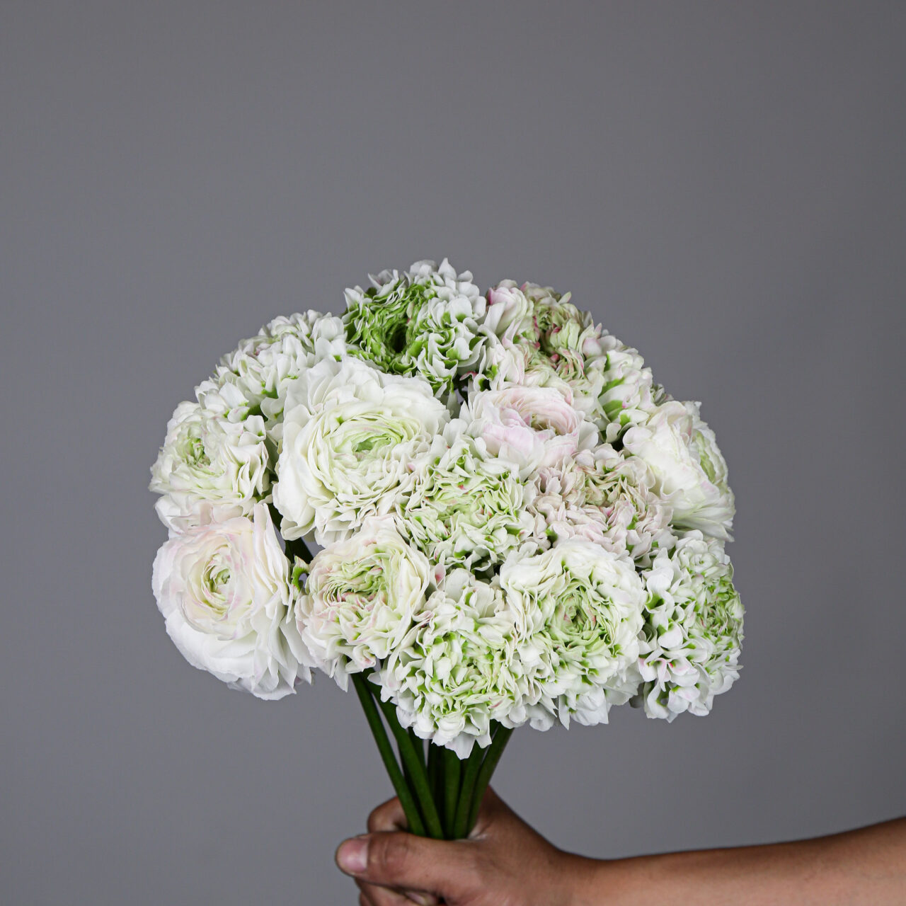 Ranunculus White - Mayflower Studio