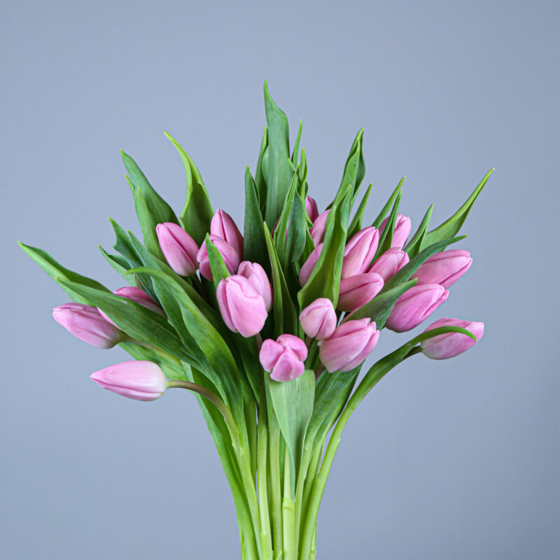 Tulips Tresor ( Pink) - Mayflower Studio