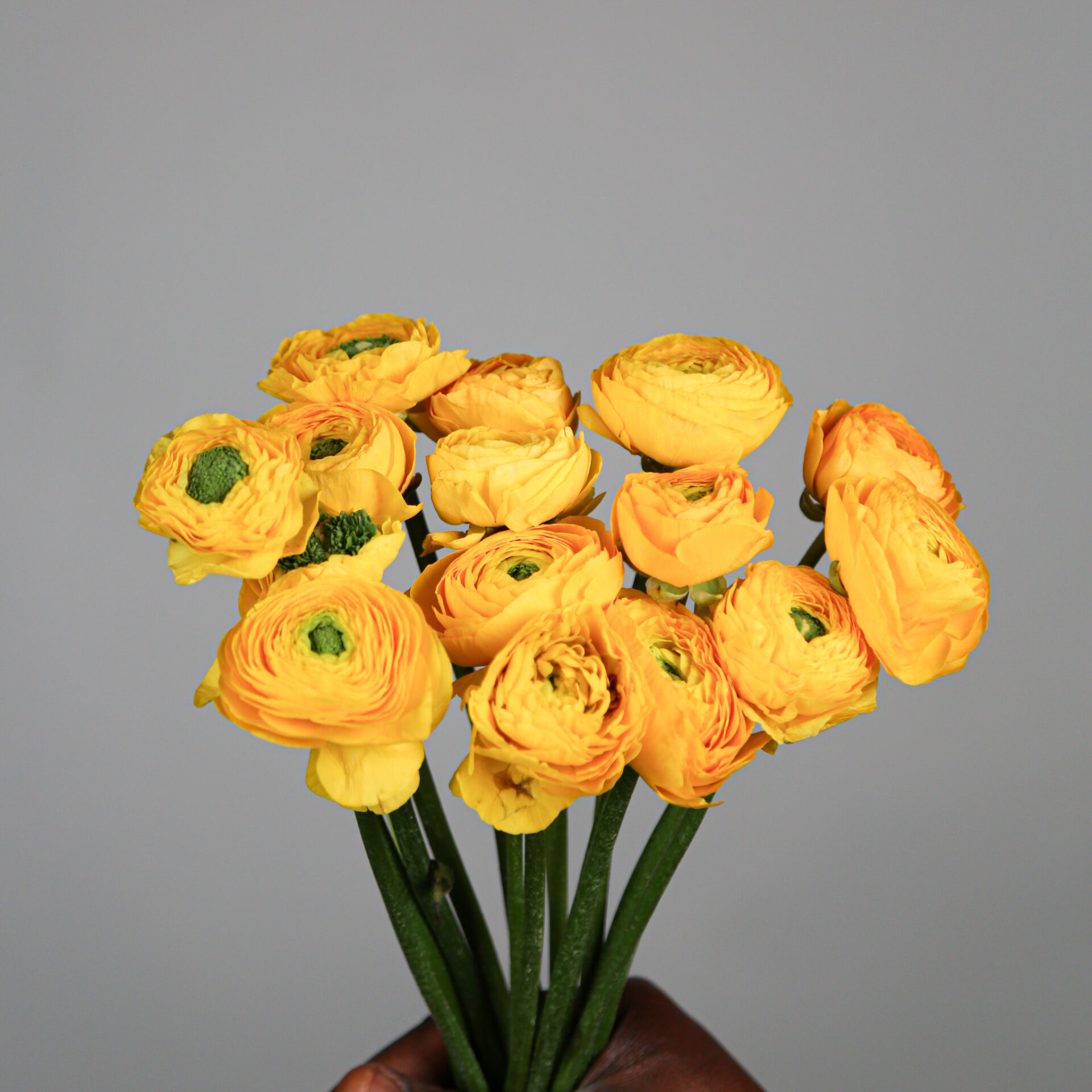 Ranunculus Cloni Omega (Yellow) - Mayflower Studio