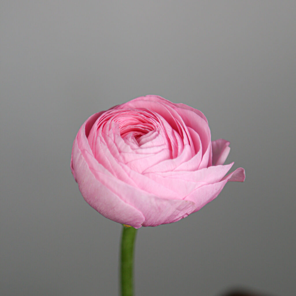Ranunculus Cloni Hanoi Pink - Mayflower Studio