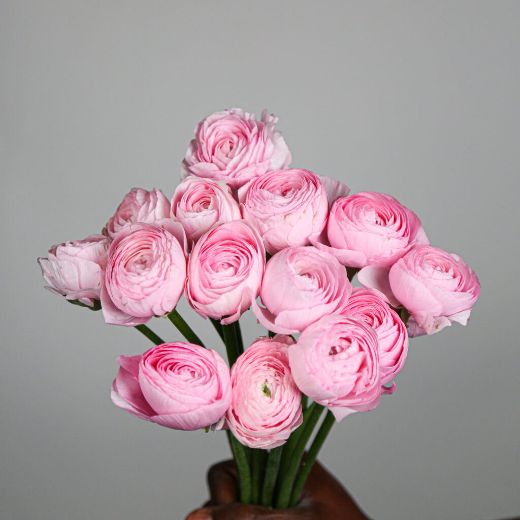 Ranunculus Cloni Hanoi Pink - Mayflower Studio