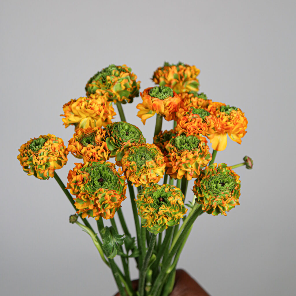 Ranunculus Pon Pon Merlino - Mayflower Studio