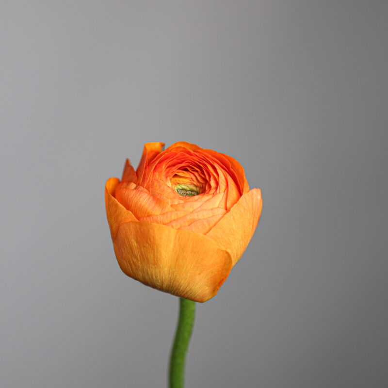 Ranunculus Cloni Lambada (Orange) - Mayflower Studio