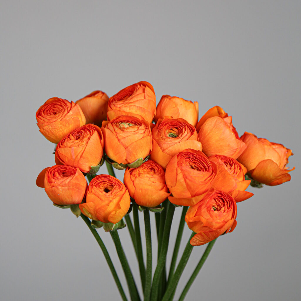 Ranunculus Cloni Lambada (Orange) - Mayflower Studio