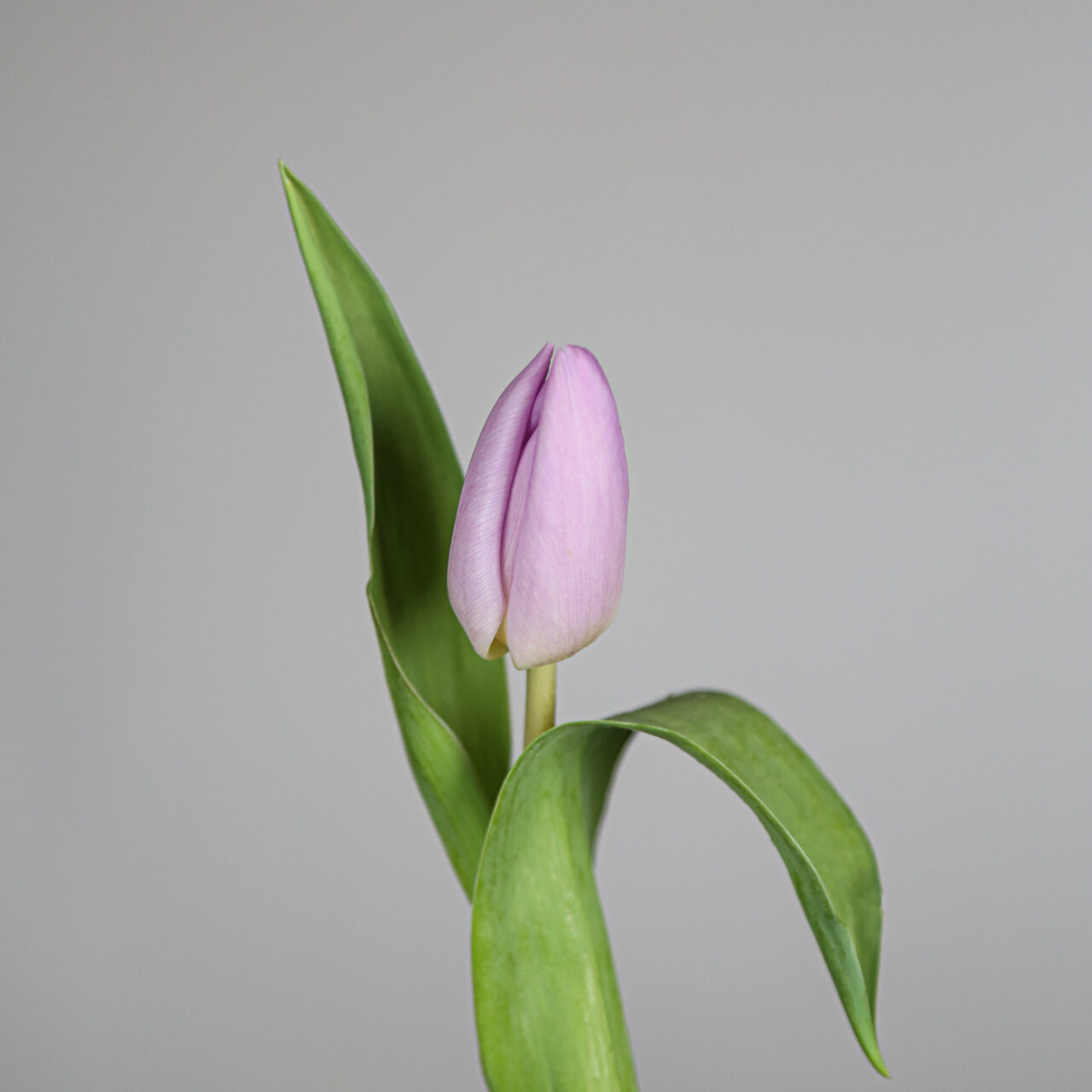 Tulip Candy Prince (Light Purple) - Mayflower Studio