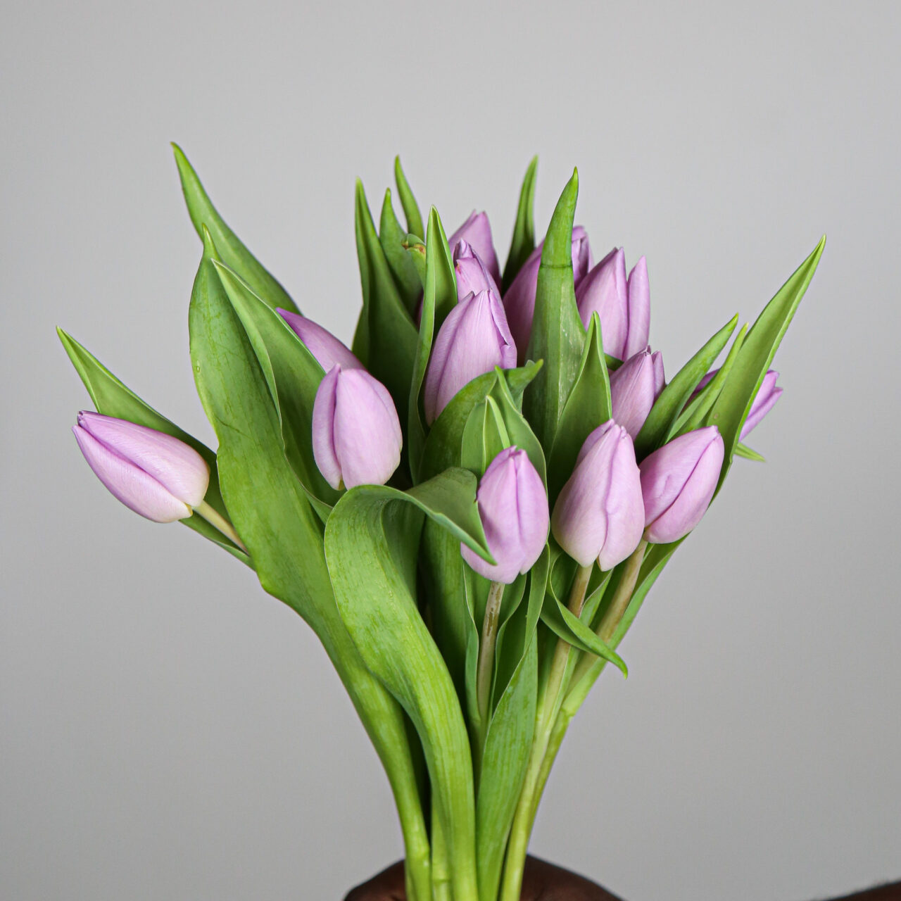 Tulip Candy Prince (Light Purple) - Mayflower Studio