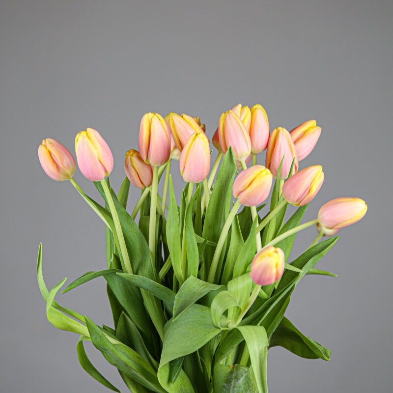 Tulip Mango Charm (Yellow) - Mayflower Studio