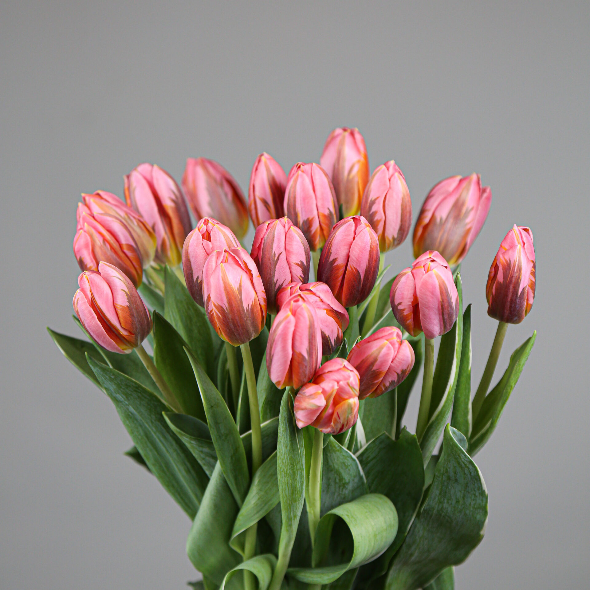 Tulip Pretty Princess (Pink) - Mayflower Studio