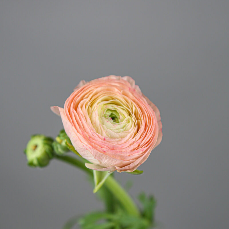 Ranunculus Cloni Blushing Pascal - Mayflower Studio