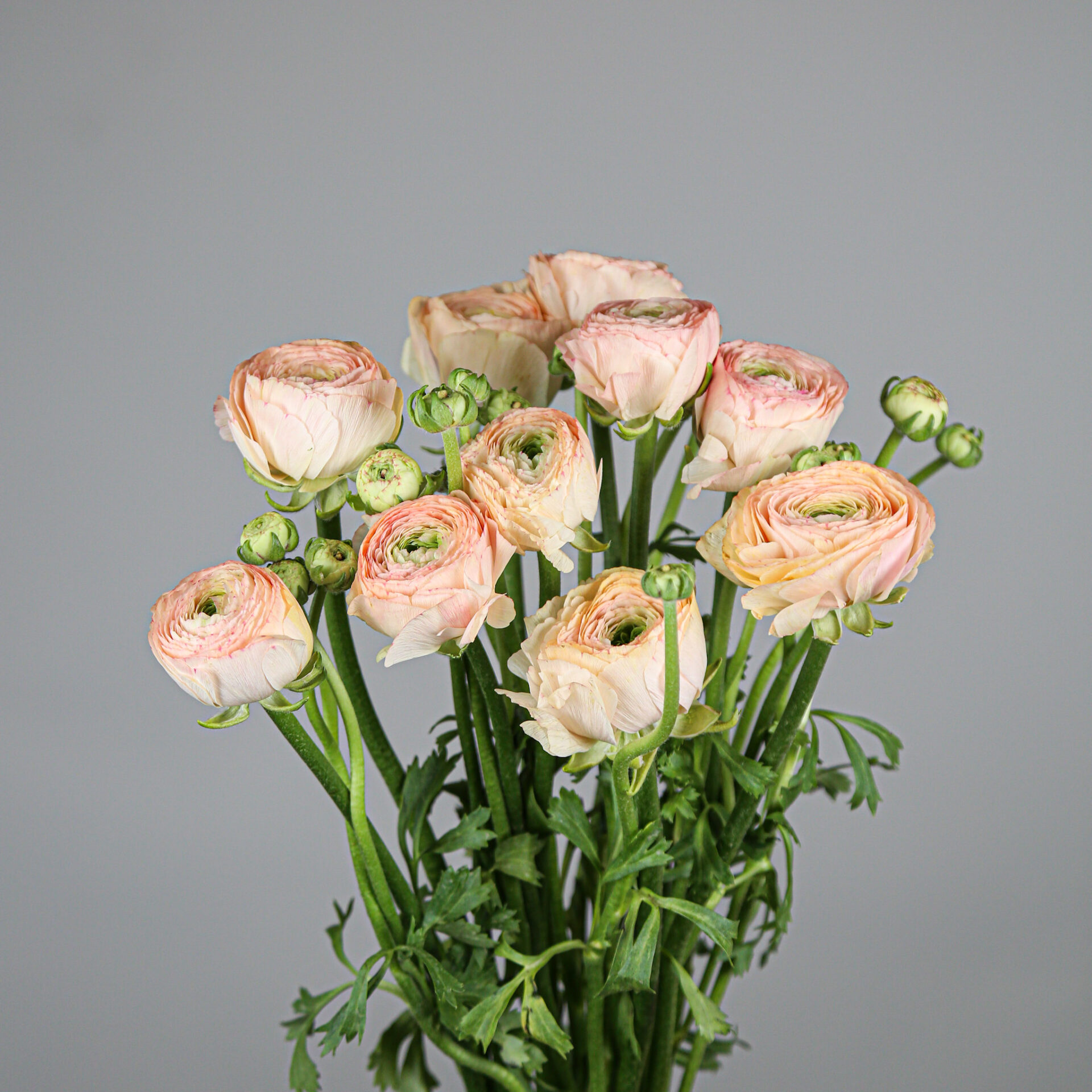 Ranunculus Cloni Blushing Pascal - Mayflower Studio