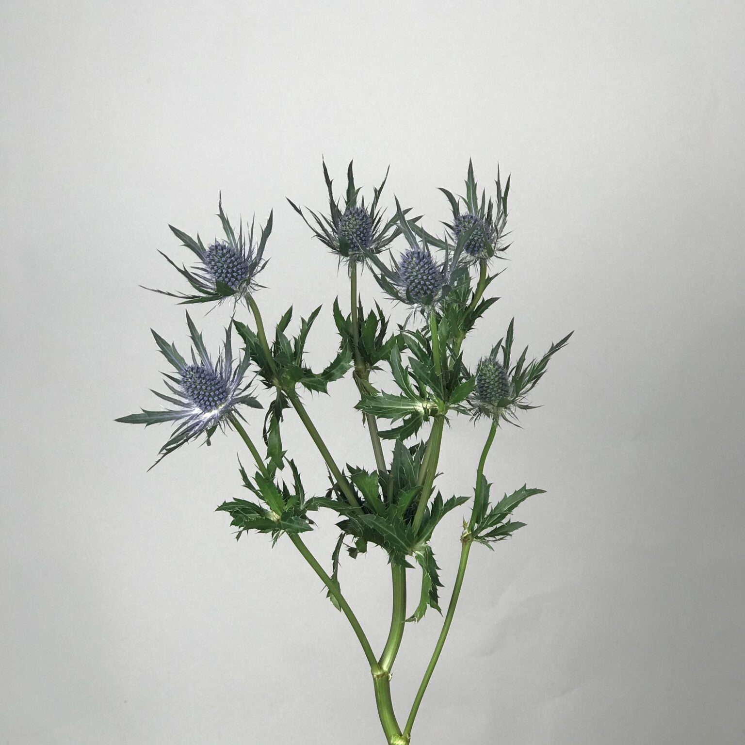Eryngium Lagoon Blue - Mayflower Studio