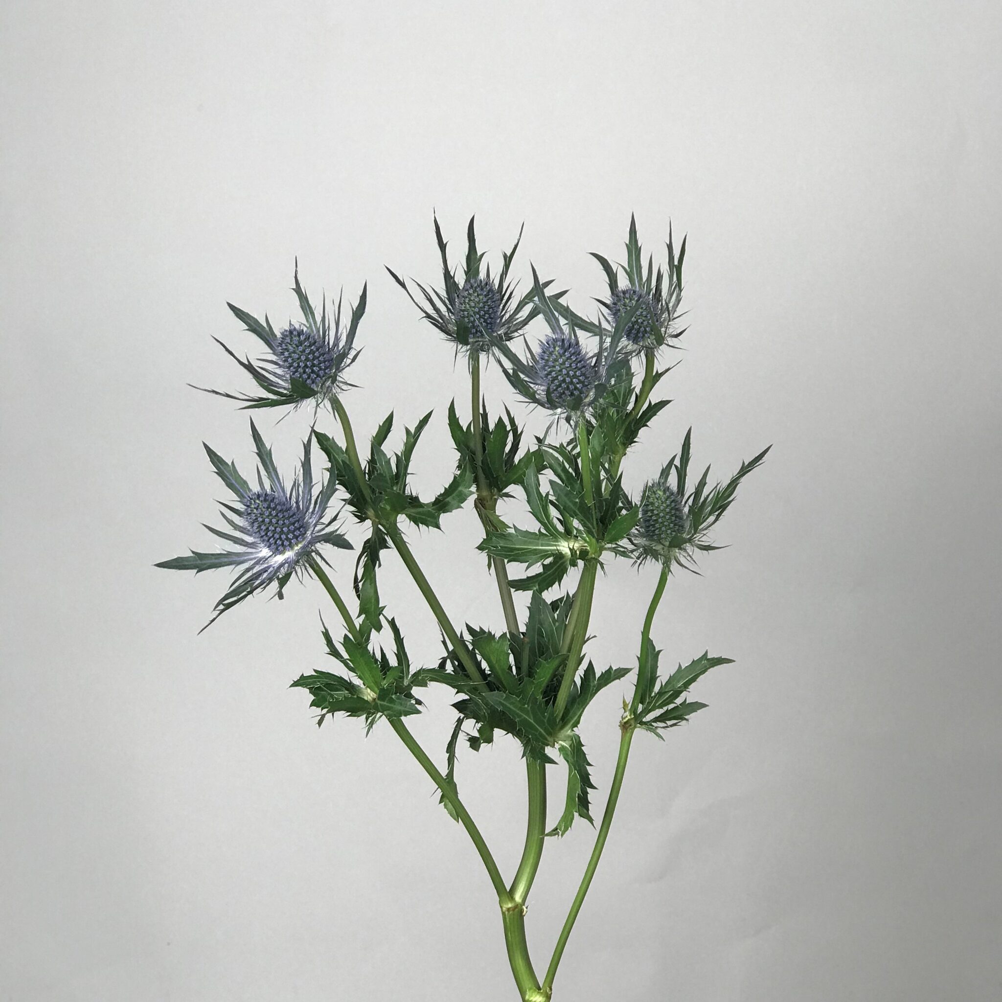 Eryngium Lagoon Blue - Mayflower Studio